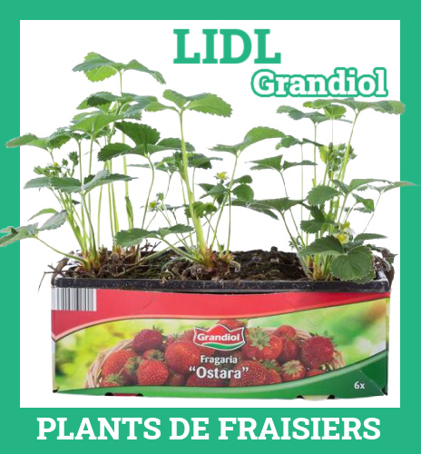 Barquette plants de fraisiers Lidl Grandiol